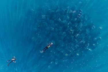 Mobula Rays (Orcas) in Mexico - Experience Big Animals