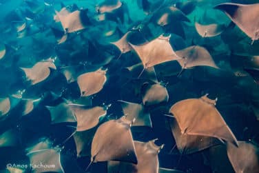 Mobula Rays (Orcas) in Mexico - Experience Big Animals