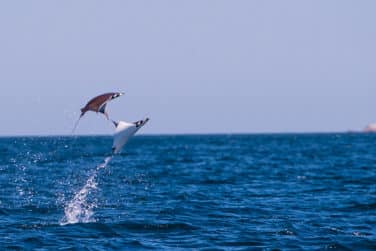 Mobula Rays (Orcas) in Mexico - Experience Big Animals