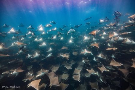 Mobula Rays (Orcas) in Mexico - Experience Big Animals