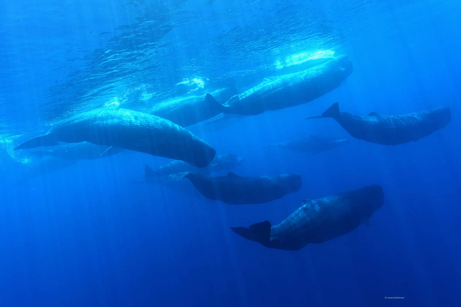 Blue Whales in Timor Leste - Experience Big Animals