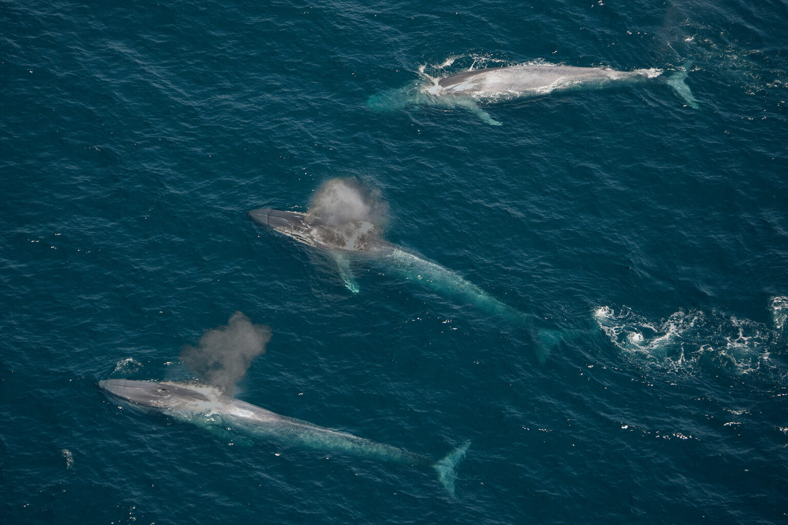 Blue Whales — Indian Ocean - Big Animals Expeditions