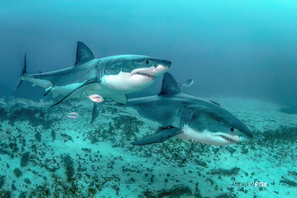 Great White Sharks — Australia - Big Animals Expeditions