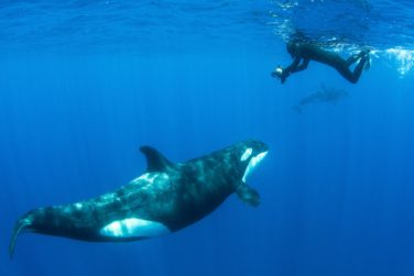 Mobula Rays (Orcas) in Mexico - Experience Big Animals