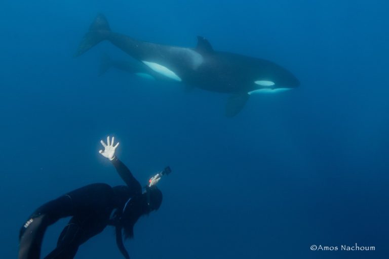 Mobula Rays (Orcas) in Mexico - Experience Big Animals