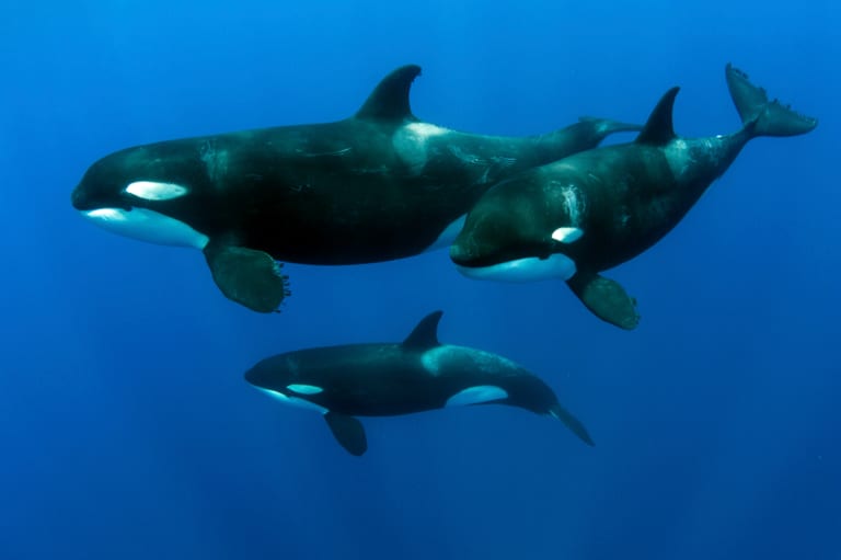 Mobula Rays (Orcas) in Mexico - Experience Big Animals