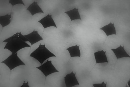 Mobula Rays (Orcas) in Mexico - Experience Big Animals