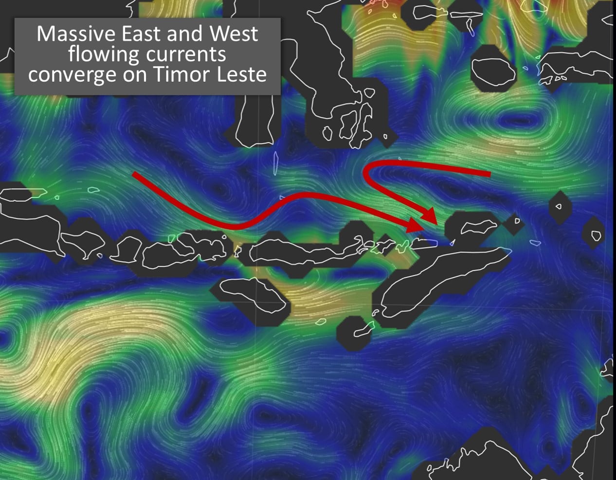 Blue Whales in Timor Leste - Experience Big Animals
